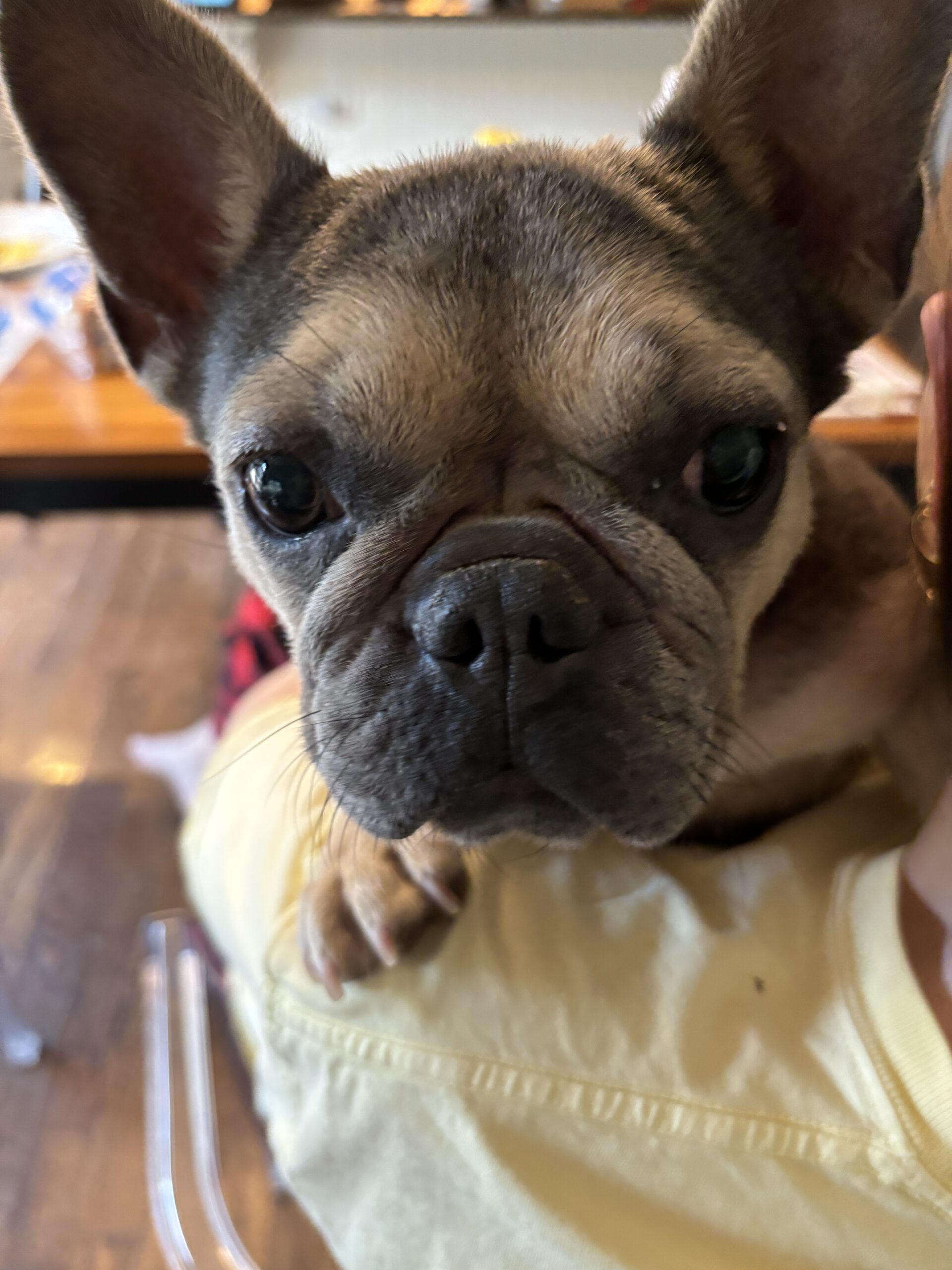 Dogs for Adoption | Chicago French Bulldog Rescue